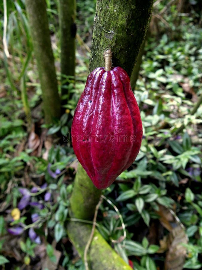 Red Criollo Cacao Pod Growing on Theobroma Cacao Tree Stock Photo ...