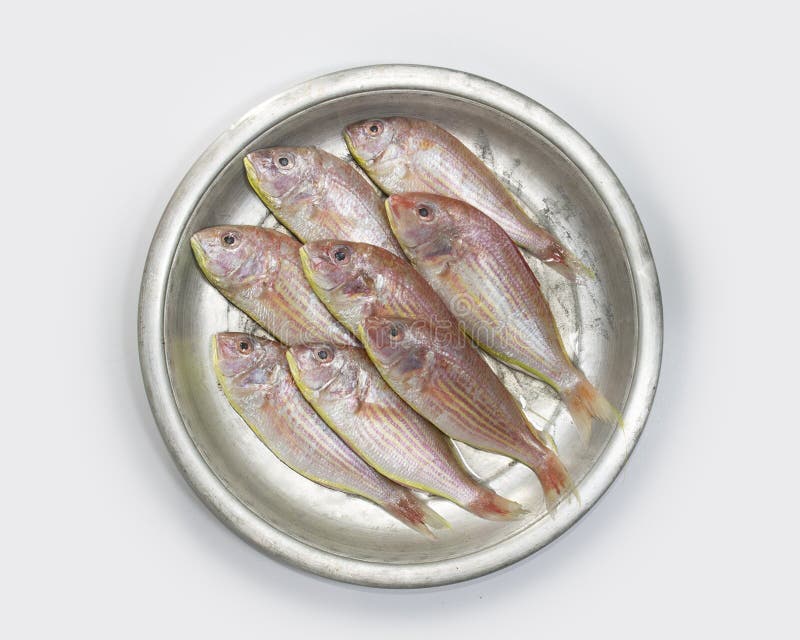 Red Croaker, Lal Poa, Pama on a Tray. Seafood Stock Image - Image of ...