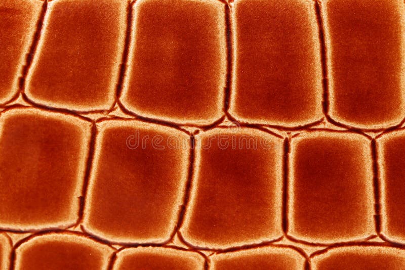 Red Crocodile Skin Texture As A Wallpaper. Stock Photo - Image of ...