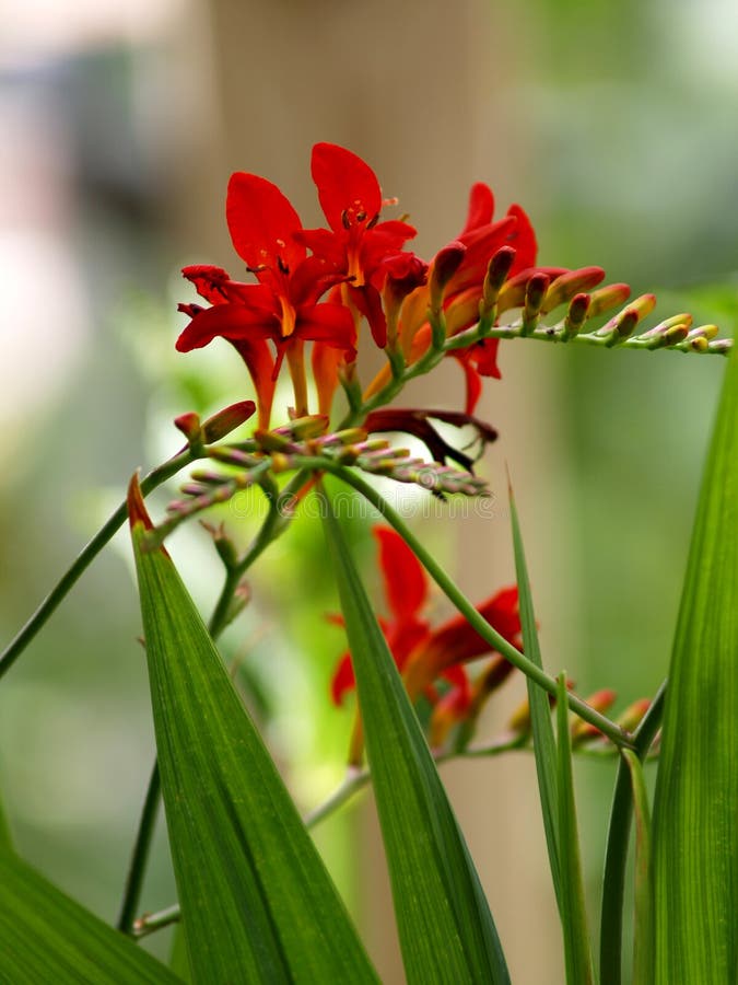Red crocosmia lucifer stock photo. Image of garden, bright - 94520388