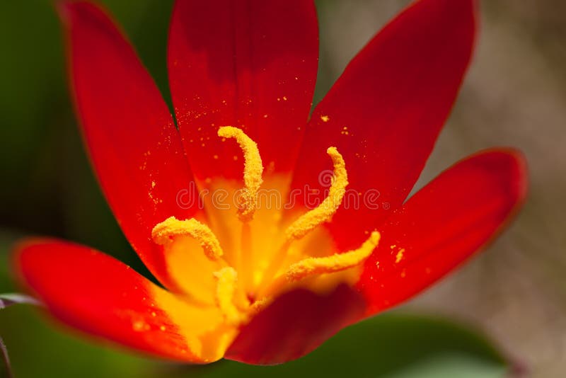 Red Crocus Flower stock image. Image of allergy, plant - 31577055