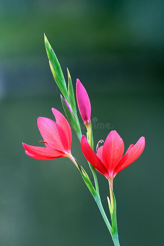 Red crocus flowers stock image. Image of petal, flowering - 5772897