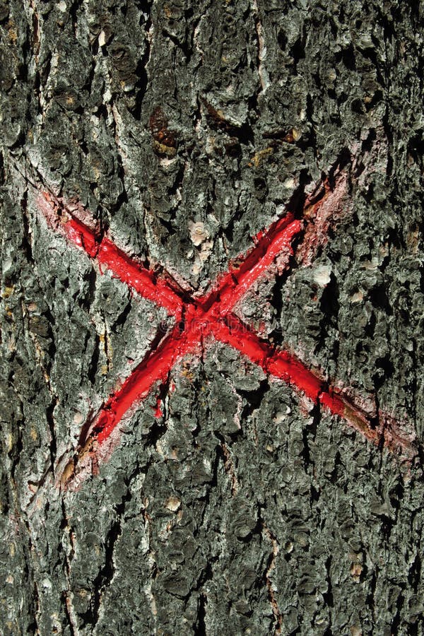 Red cross on tree bark stock photo. Image of lumber, symbol - 10299368