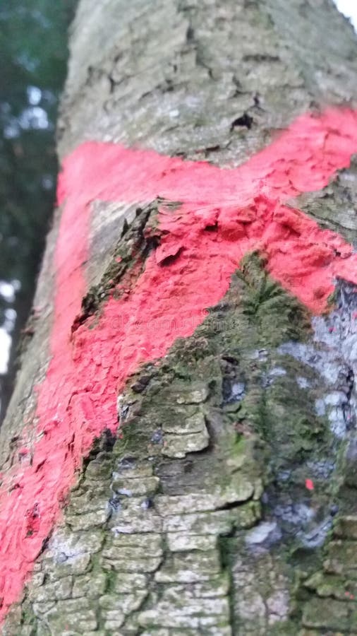 A red cross on a tree stock image. Image of fell, nature - 106710727