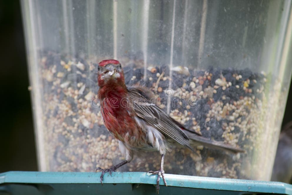 Crossbeak at feeder stock image. Image of seeds, bird - 121166581