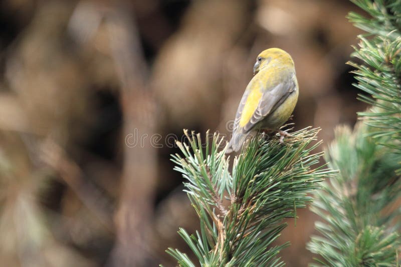 Red crossbill stock photo. Image of wildlife, winter - 265260930