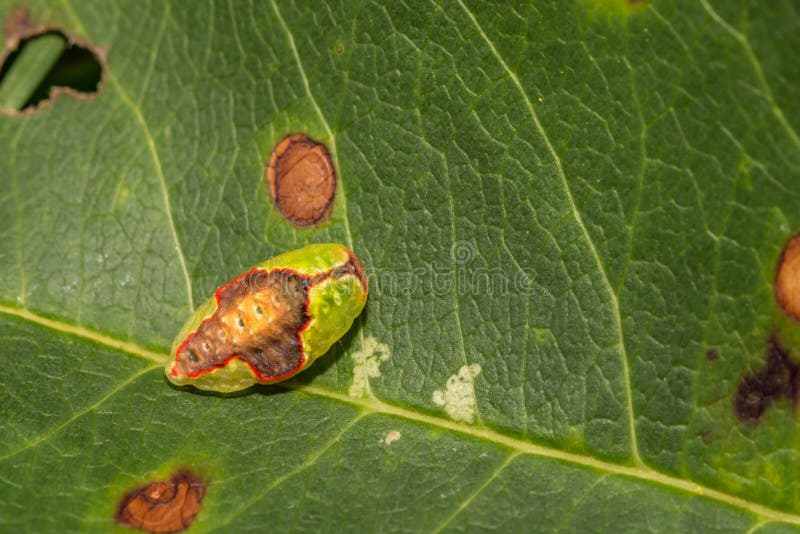 Red-Crossed Button Slug stock image. Image of camouflage - 213077247