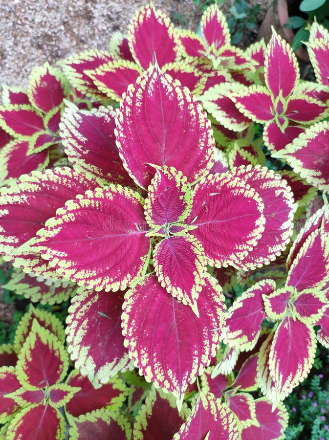 Red Croton Leaves Background Stock Image - Image of herb, violet: 257526087