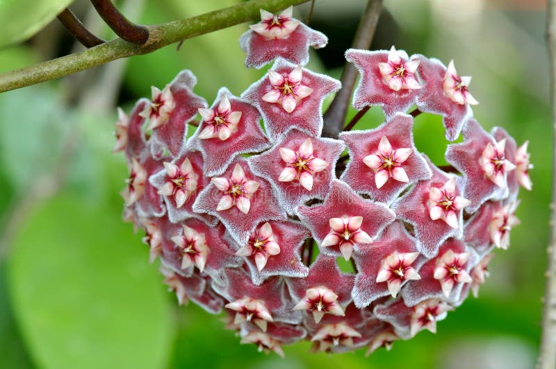 Hoya flower stock image. Image of nectar, vine, umbellate - 14889157