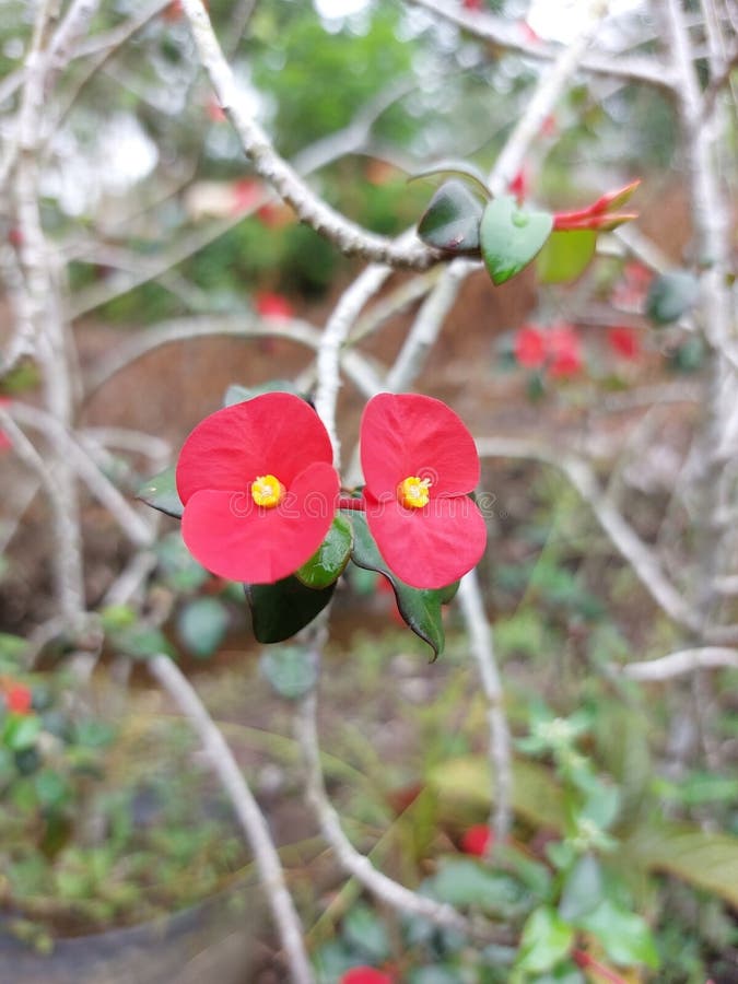 Red Crown of Thorns that Grows Beautifully Side by Side Stock Image ...
