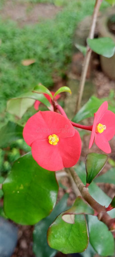 Crown of Thrones, Christ Throne Plant Euphorbia Milii Succulent with ...