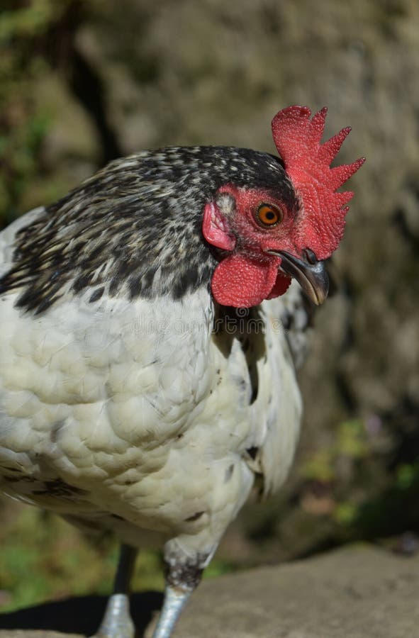 788 Chicken Crown Photos - Free & Royalty-Free Stock Photos from Dreamstime