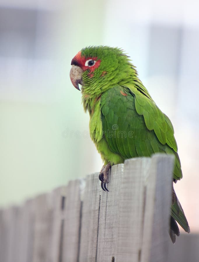 Mexican Red-headed Amazon Parrot Stock Image - Image of copy ...