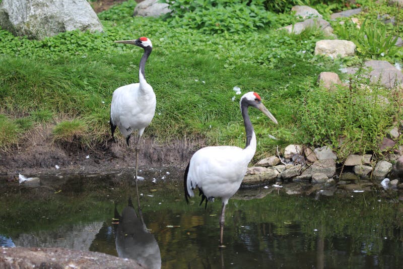 Red-crowned cran stock photo. Image of dance, black, asia - 99621860