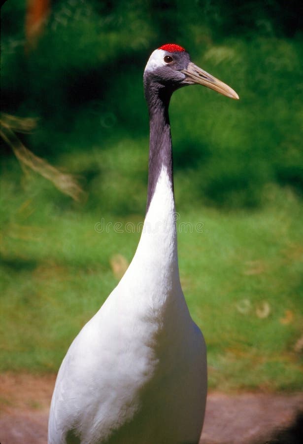 Red Crowned Crane stock image. Image of china, crane, amur - 1394563