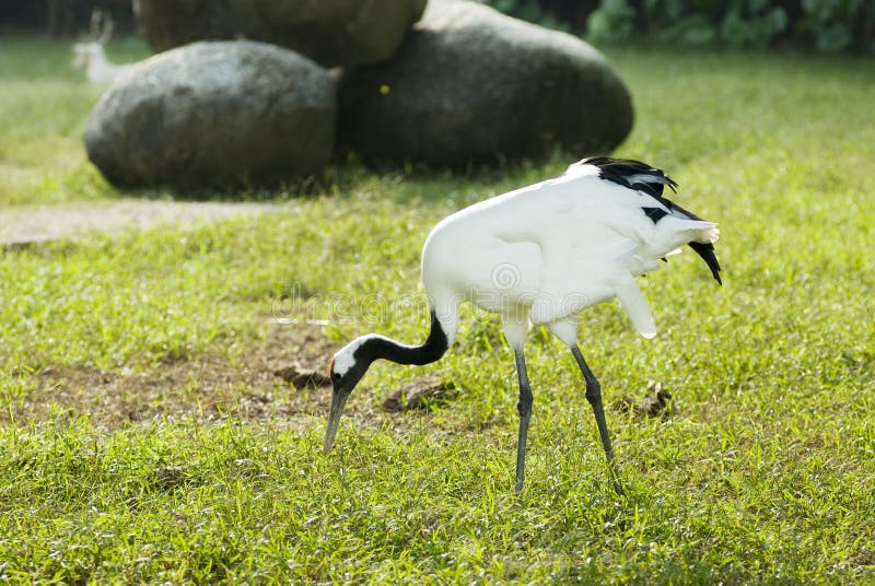 Red-crowned Crane Eating a Fish Stock Image - Image of natural, head ...