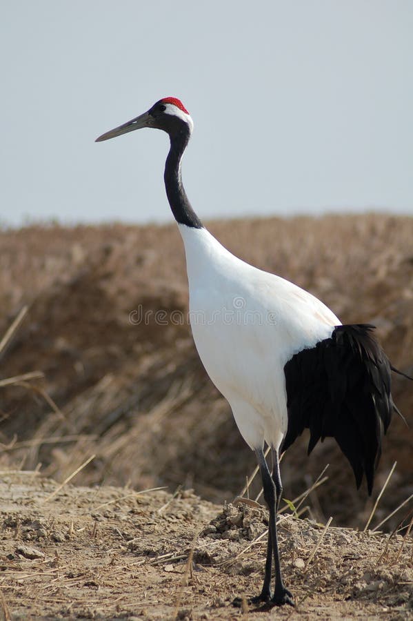 Red-crowned crane stock image. Image of korea, crane - 23529387