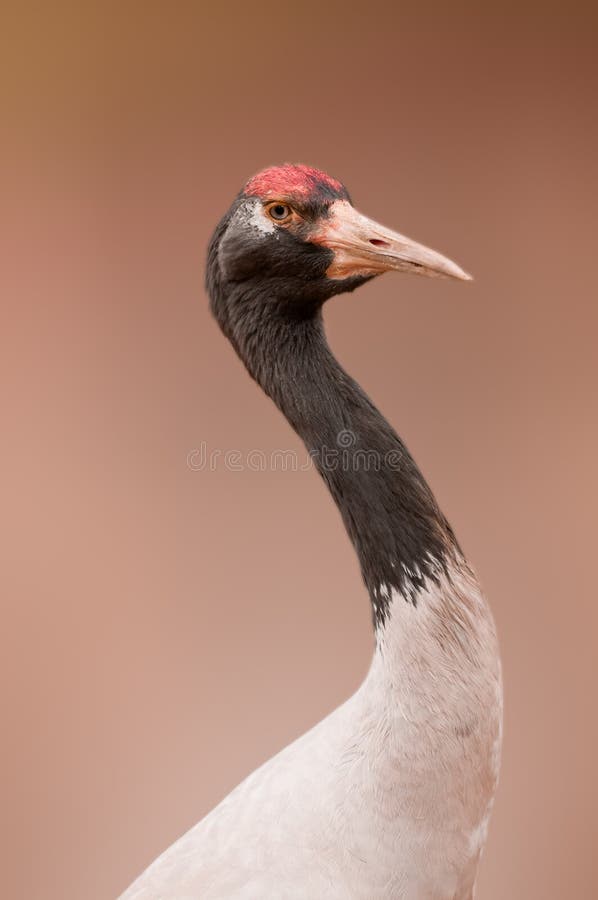 Red-crowned crane stock image. Image of beautiful, domestication - 25785137