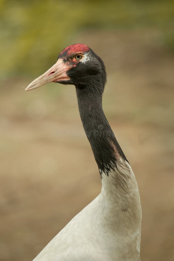 Red-crowned crane stock image. Image of grus, crane, conservation ...
