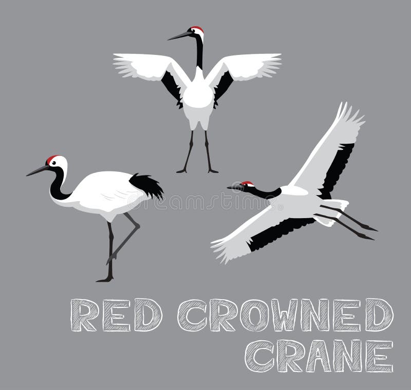 Bird Crane Species Set Cartoon Vector Illustration Stock Vector ...