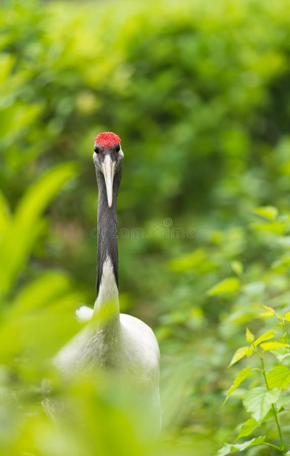 Red crowned crane stock photo. Image of crowned, crane - 30791718