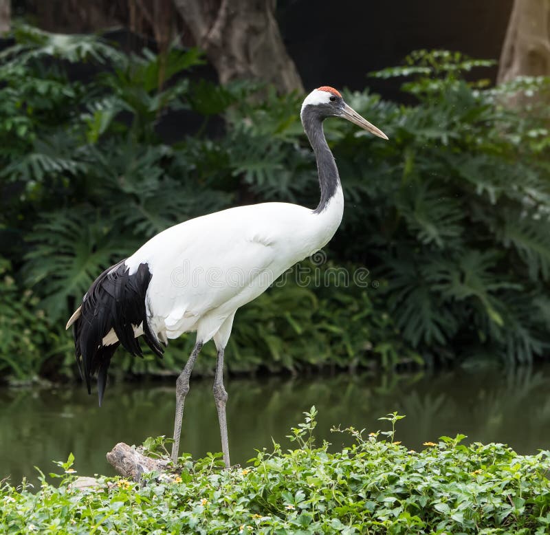 Red-Crowned crane flying stock image. Image of asia, crown - 88243889