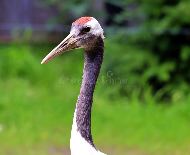 The Red-crowned Crane (Grus Japonensis), Stock Image - Image of world ...