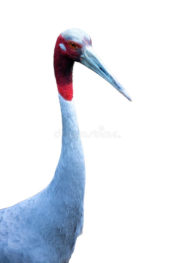 Red-crowned Crane, Grus Japonensis, Isolated on White Stock Image ...