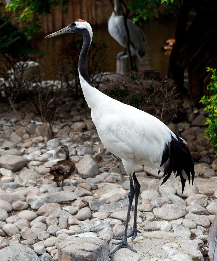 Red-crowned or Japanese Crane, Grus Japonensis, Stock Photo - Image of ...