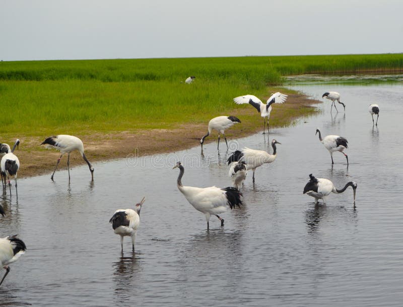 Red-crowned crane in river stock photo. Image of birds - 85528194