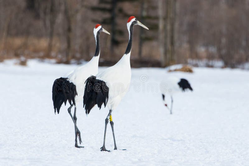 Red-Crowned Crane Walking in Snow Stock Image - Image of view, asia ...
