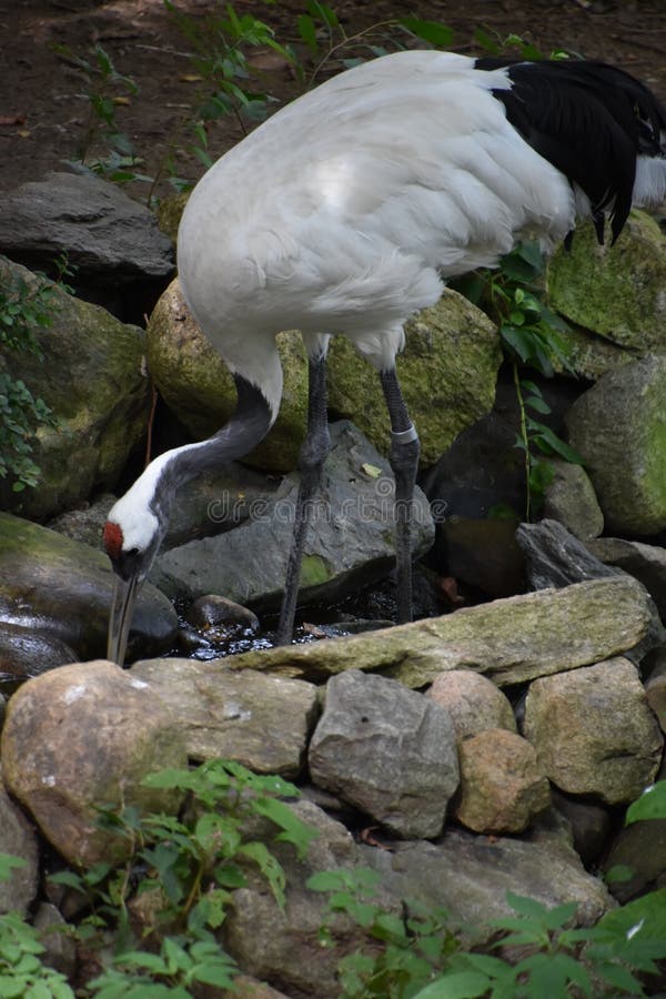Red-crowned Crane Eating A Fish Stock Image - Image of natural, head ...