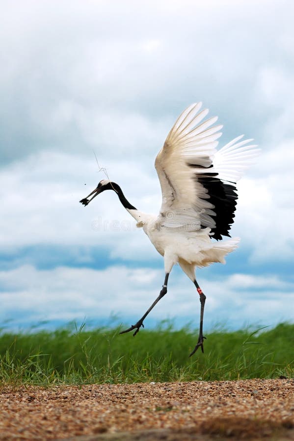 Red-crowned cranes stock image. Image of reserve, japanese - 15087647