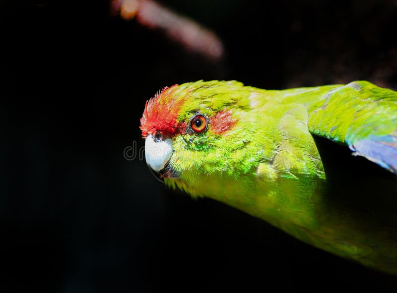 Red Crowned Parakeet Also Known As Red Fronted Parakeet Stock Image ...