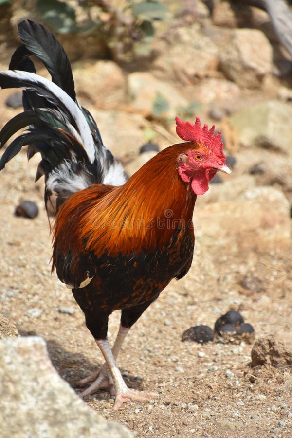 Strutting Rooster with Lots of Plumage Stock Photo - Image of farming ...