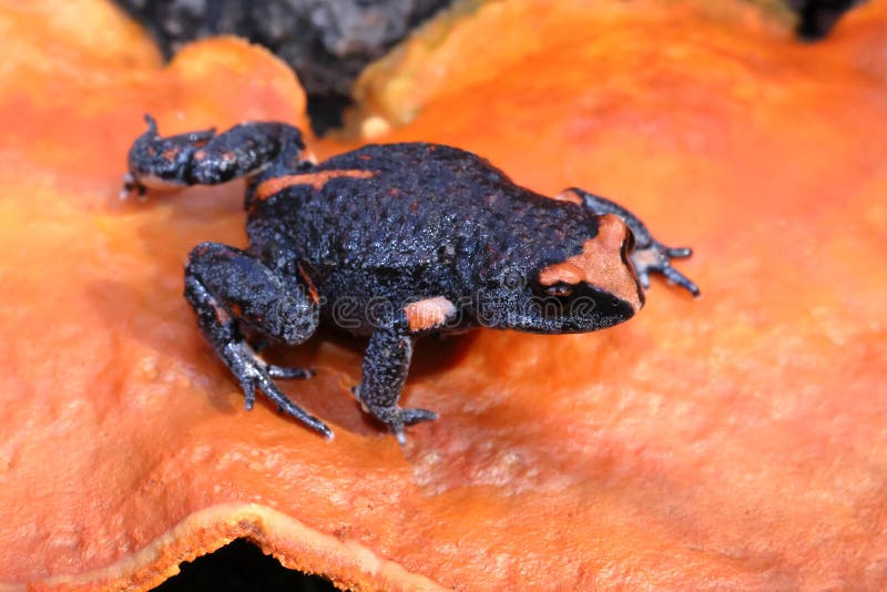 Red-crowned Toadle stock image. Image of nature, australia - 258309847