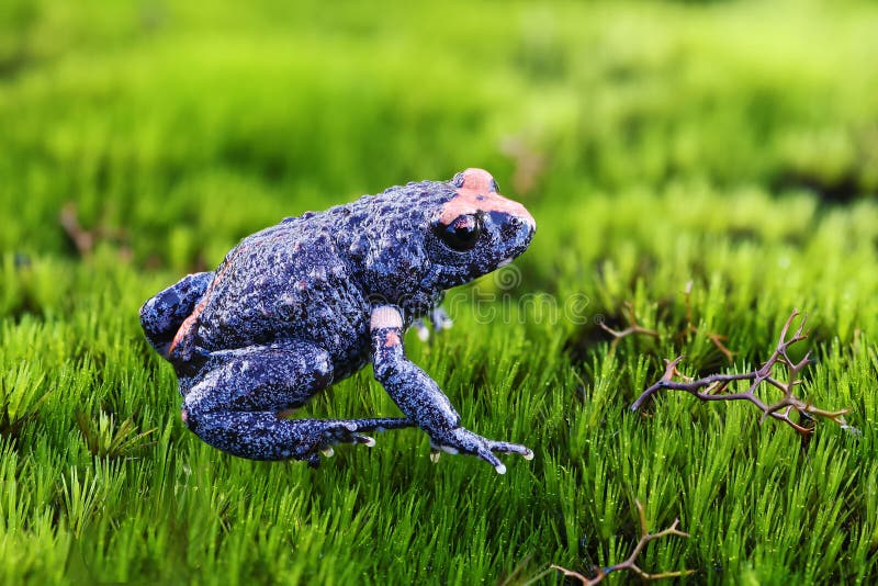 Red-crowned Toadlet stock image. Image of australis - 381040635