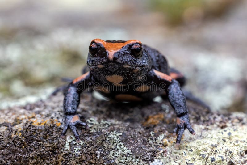 Red-crowned Toadlet stock photo. Image of close, orange - 259246558