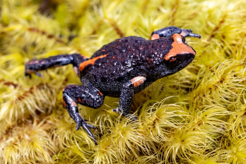 Red-crowned Toadlet stock photo. Image of wildlife, crowned - 258309864