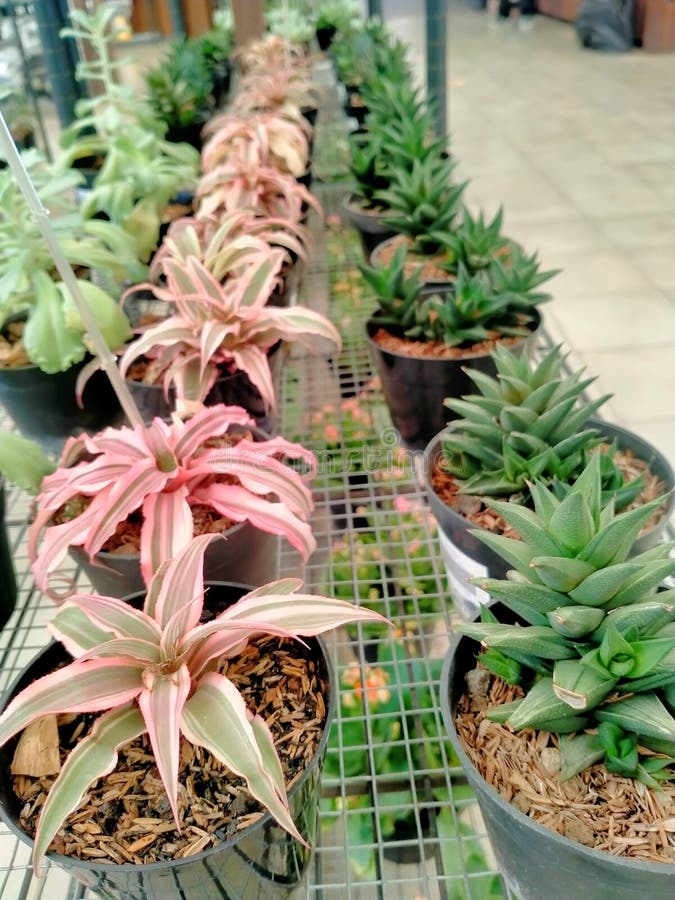 Red Cryptanthus Stock Photos - Free & Royalty-Free Stock Photos from ...