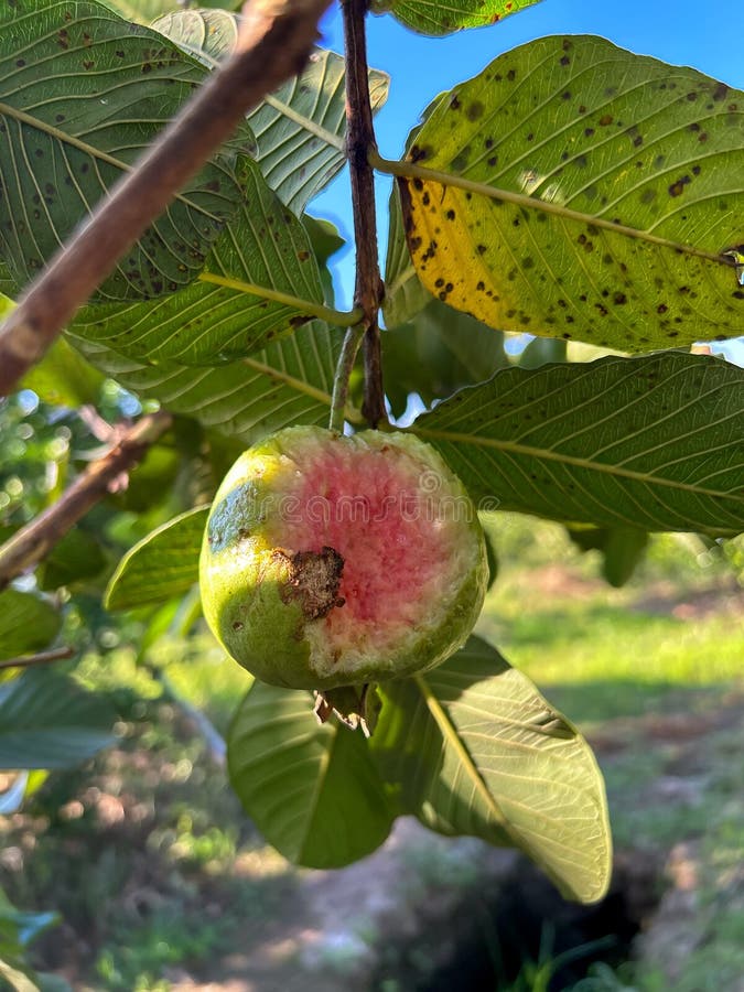 Jember Guava Stock Photos - Free & Royalty-Free Stock Photos from ...