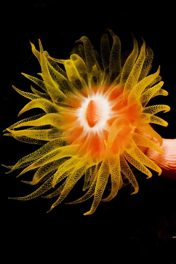 Red cup coral stock image. Image of pessuliferus, saltwater - 27963671