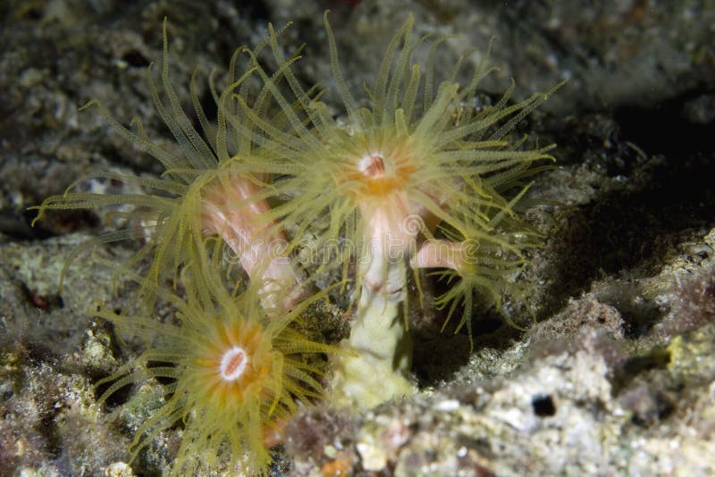 Red Cup Coral (tubastrea Coccinae) Stock Photo - Image of water, fire ...