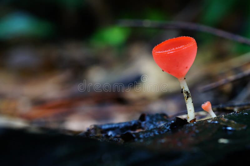 Red Cup Fungi stock image. Image of plant, thailand, jungle - 20487979