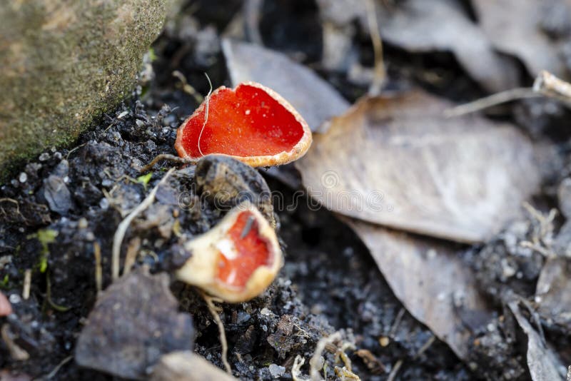 Red fungus stock image. Image of fall, orange, thin, fungus - 36801137