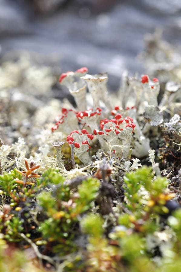 Structured Lichen stock photo. Image of fungus, forest - 44629938