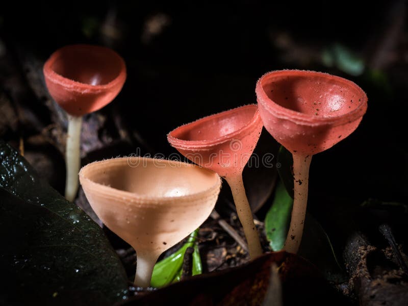 Dmetalfinch - Photographer profile