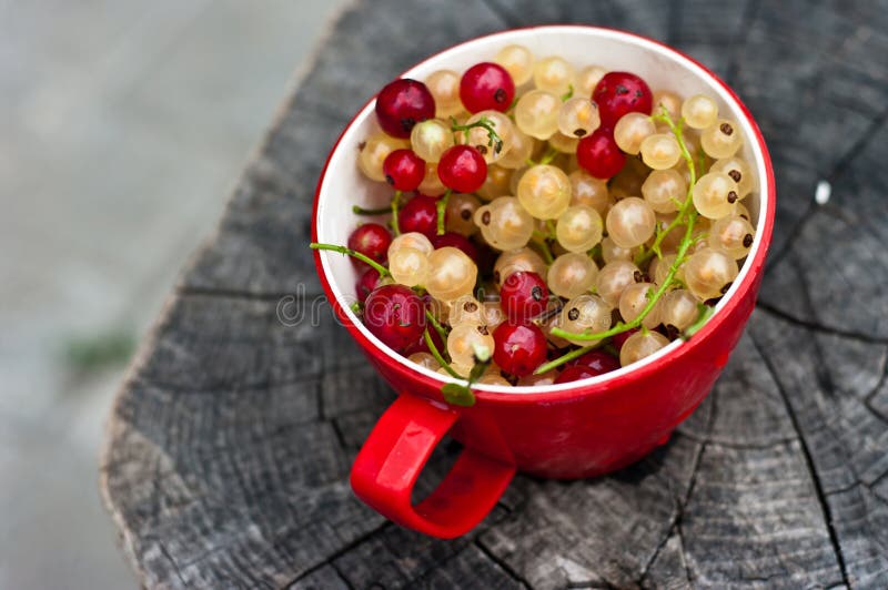 Red Cup with Red and White Currants Stock Photo - Image of juicy ...