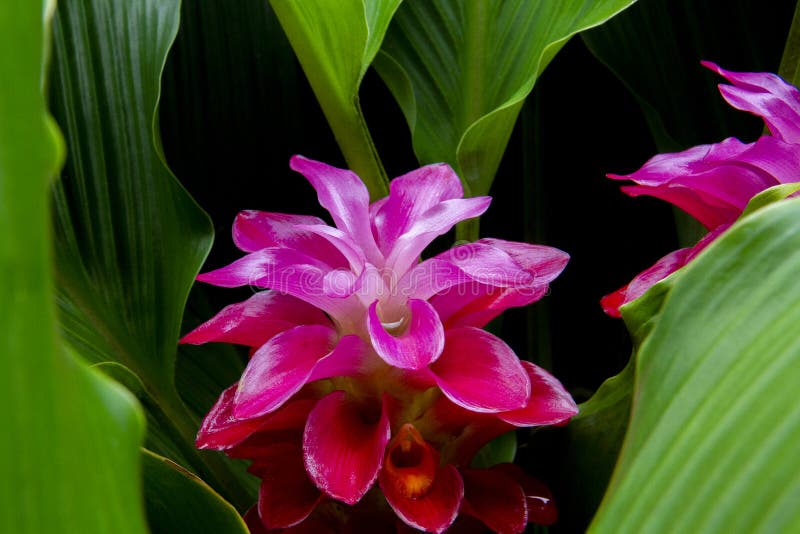 Red curcuma stock image. Image of bloom, food, leaf - 253135405