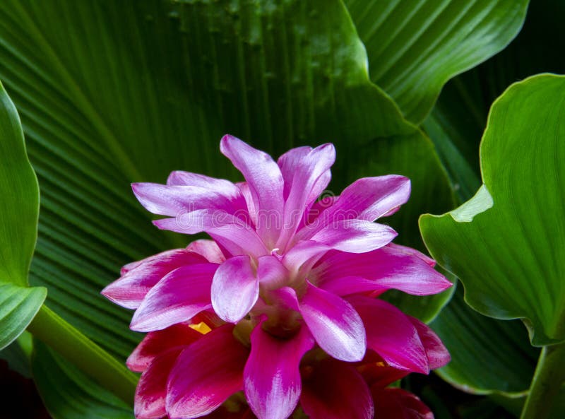 Red curcuma on green leave stock photo. Image of blossom - 253135350
